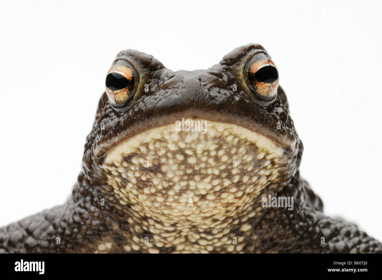 Common or European Toad (Bufo bufo), portrait Stock Photo - Alamy