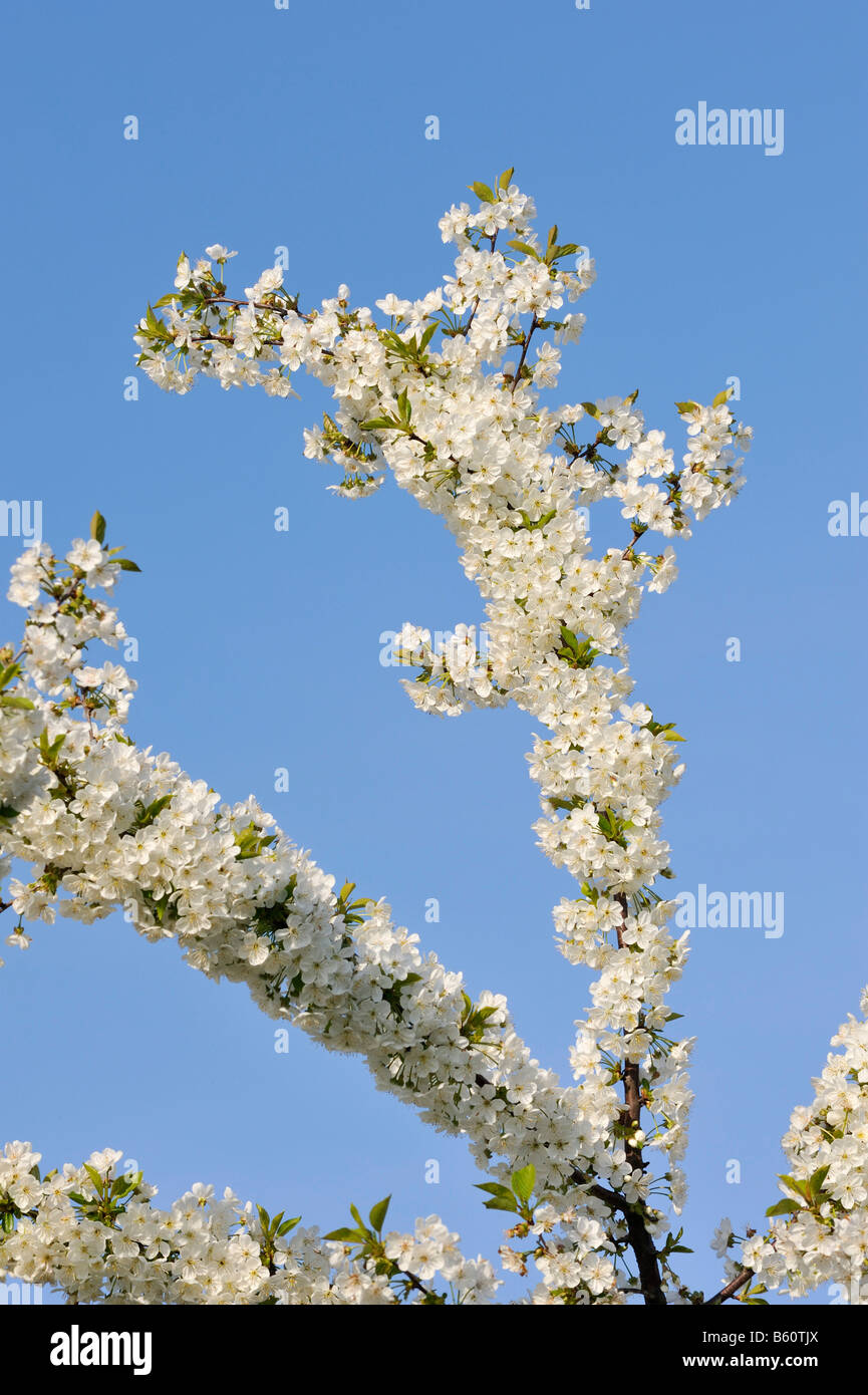 Blossom-covered cherry tree twigs Stock Photo - Alamy