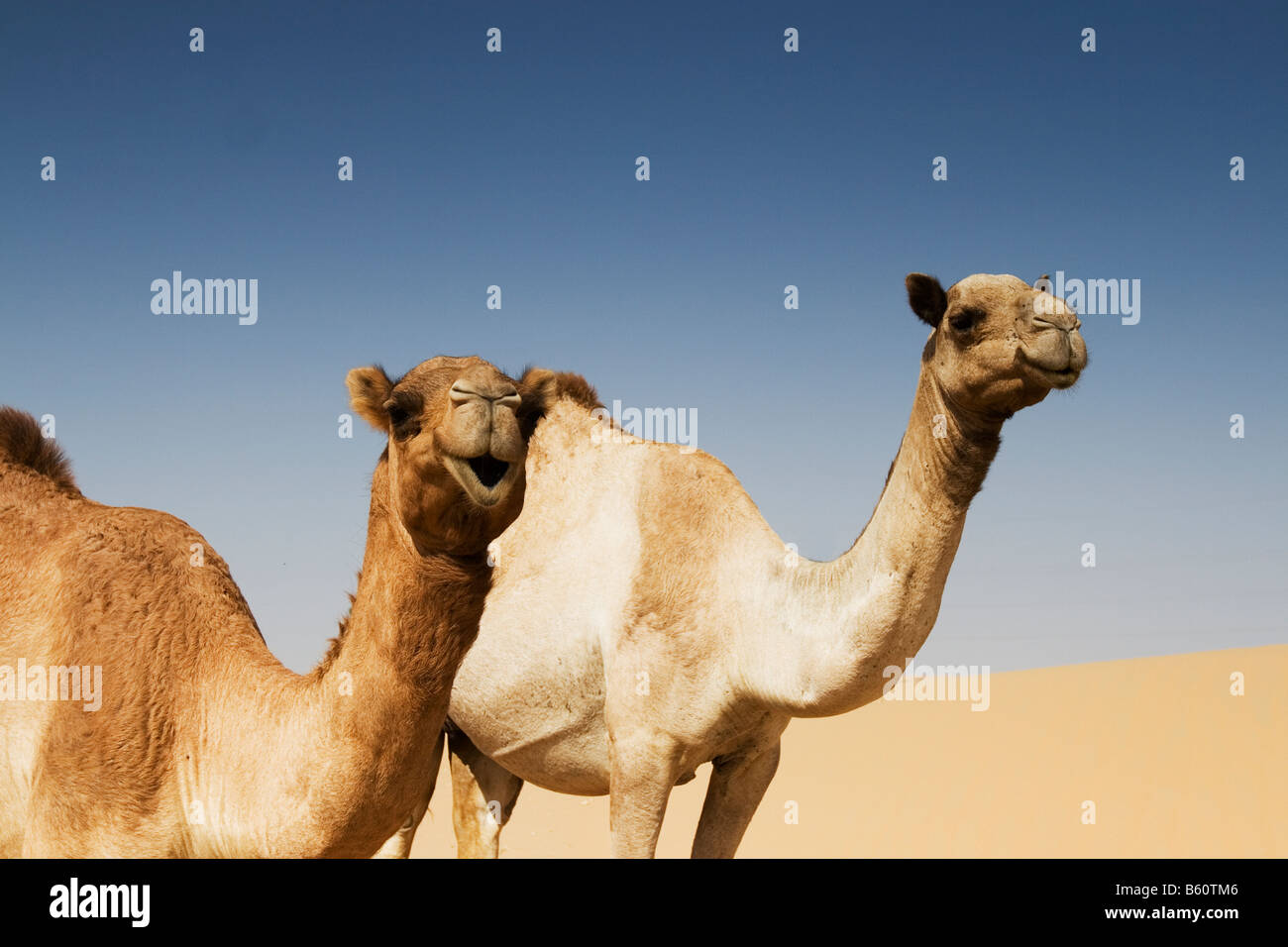 A couple of wild camels in the Al Awir desert near Dubai, UAE Stock ...