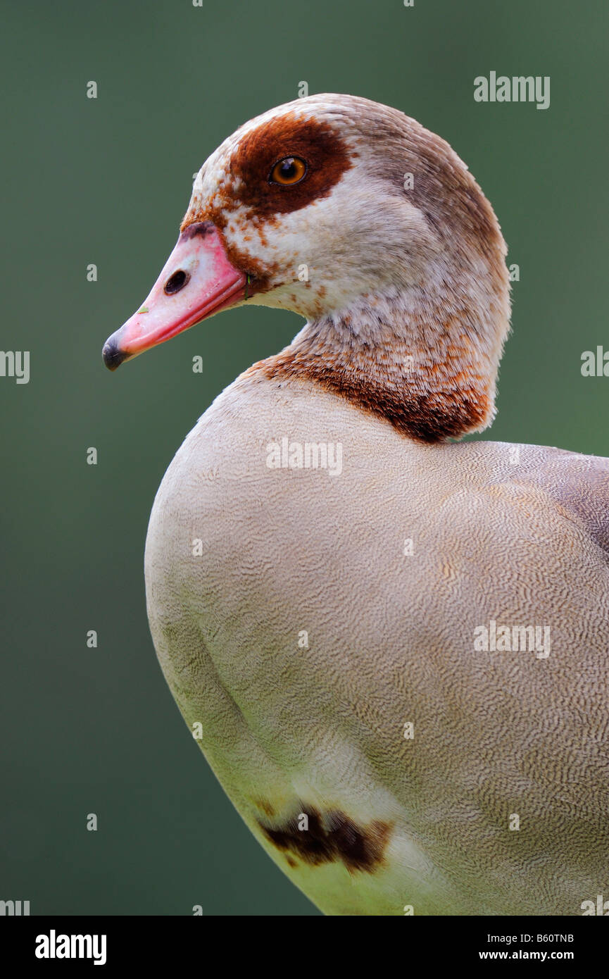 Egyptian Goose (Alopochen aegyptiacus Stock Photo - Alamy