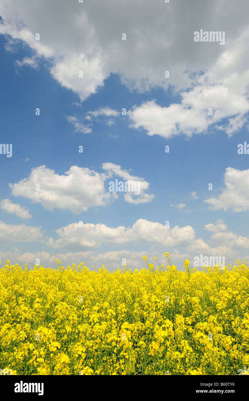 Flowering field of rape under a blue sky Stock Photo - Alamy