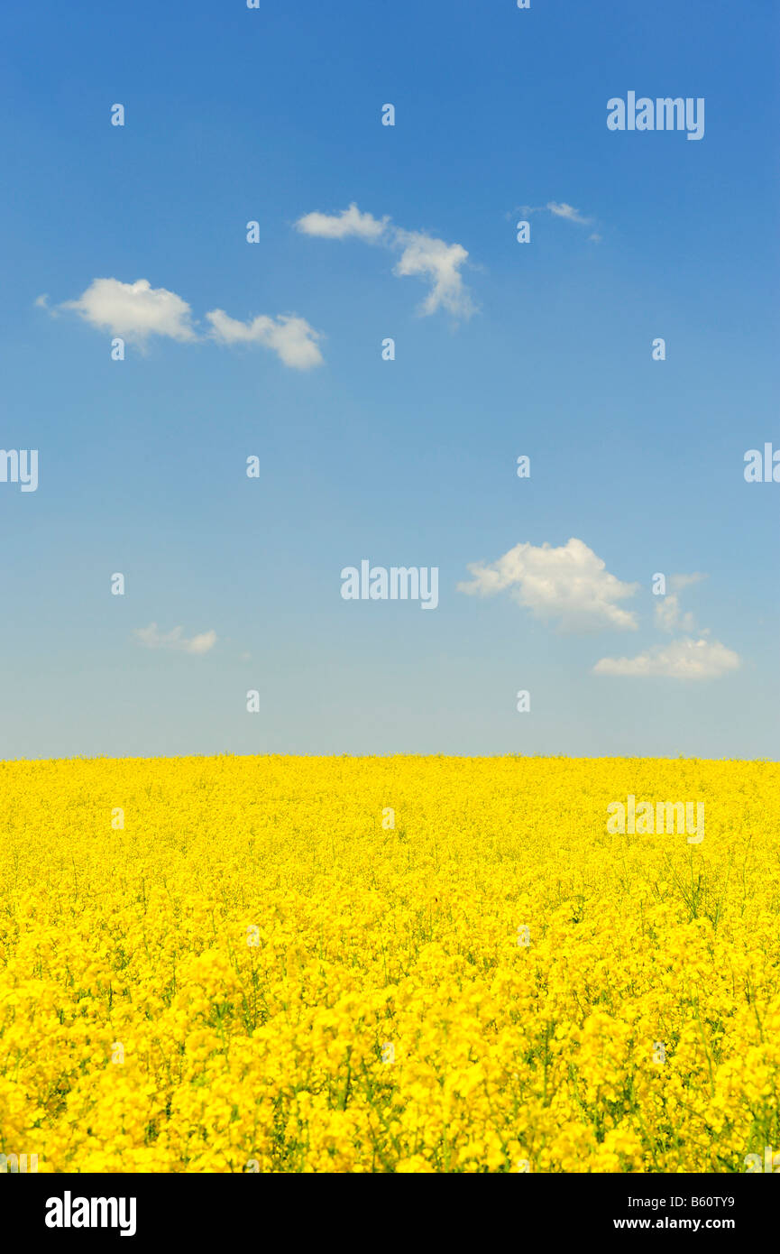 Flowering field of rape under a blue sky Stock Photo - Alamy