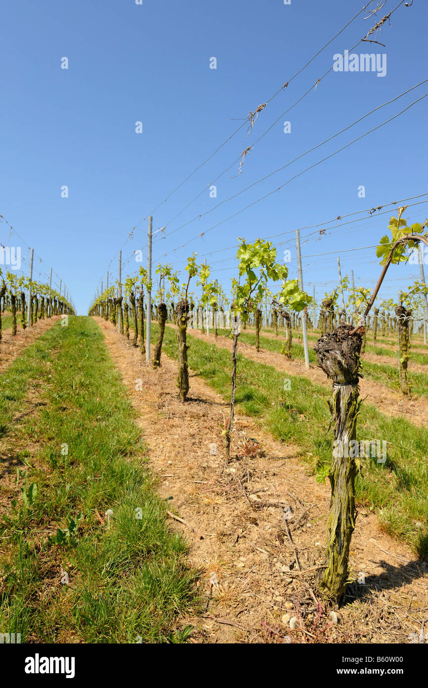 Vineyard in spring hi-res stock photography and images - Alamy