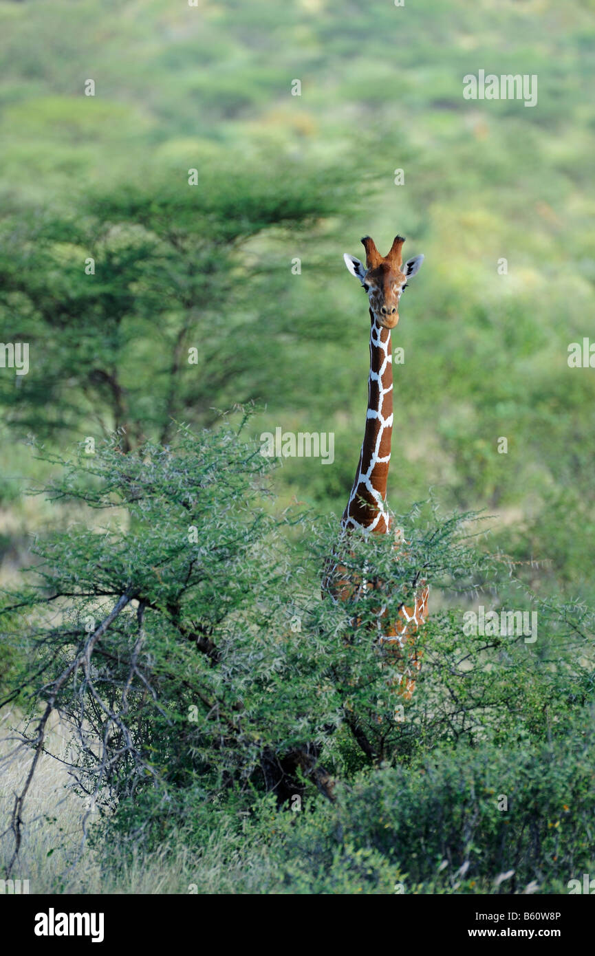 Somali Giraffe or Reticulated Giraffe (Giraffa camelopardalis reticulata) in the landscape ...