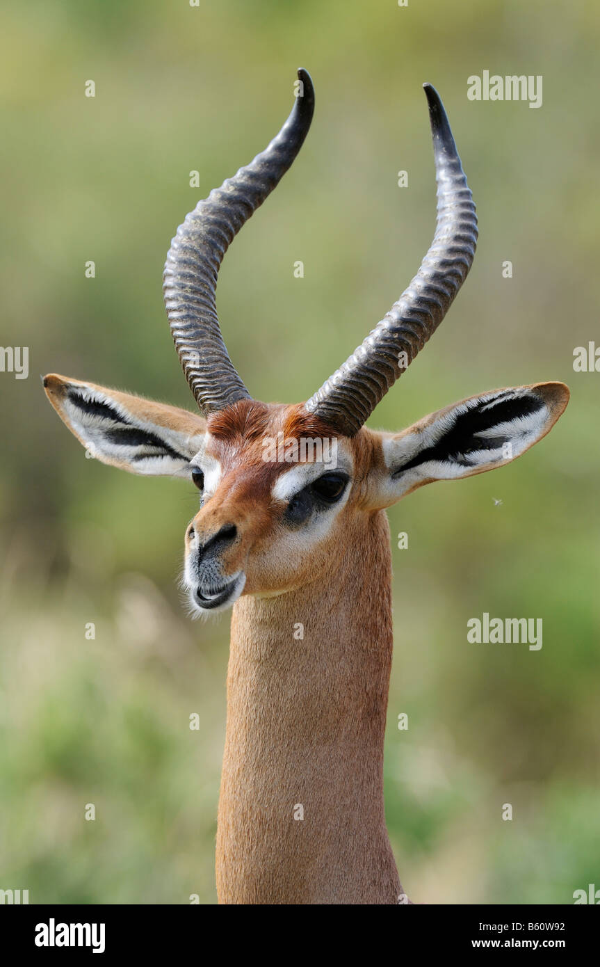 Gerenuk or Waller's Gazelle (Litocranius walleri) buck, portrait ...