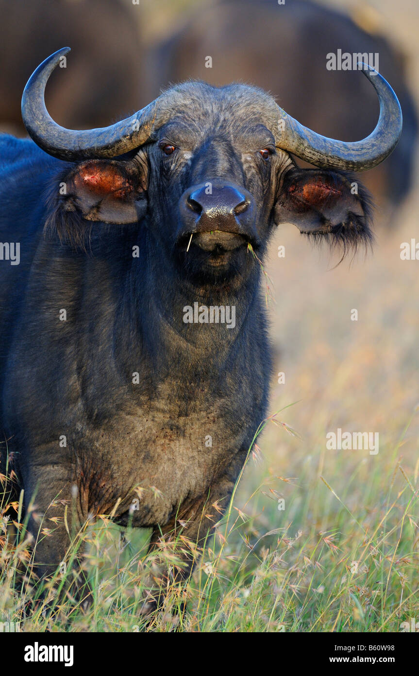 African Buffalo or Cape Buffalo (Syncerus caffer), portrait ...