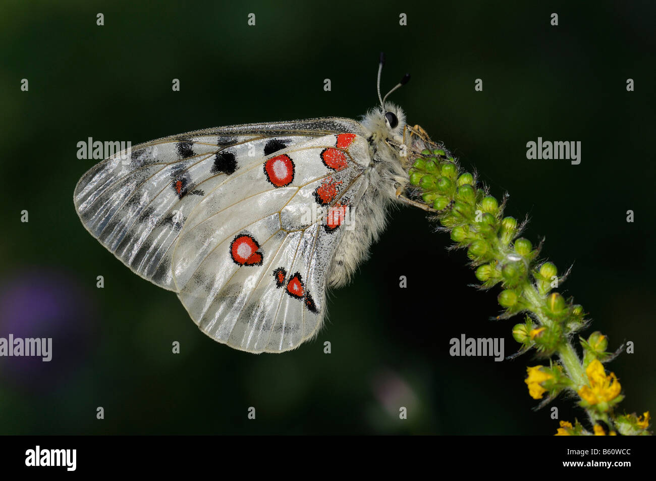 Butterfly full view hi-res stock photography and images - Alamy
