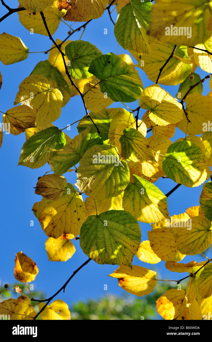 Lime tree leaves hi-res stock photography and images - Alamy