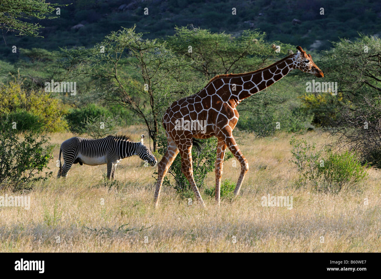Somali Giraffe or Reticulated Giraffe (Giraffa camelopardalis reticulata) and Grevy's Zebra or ...