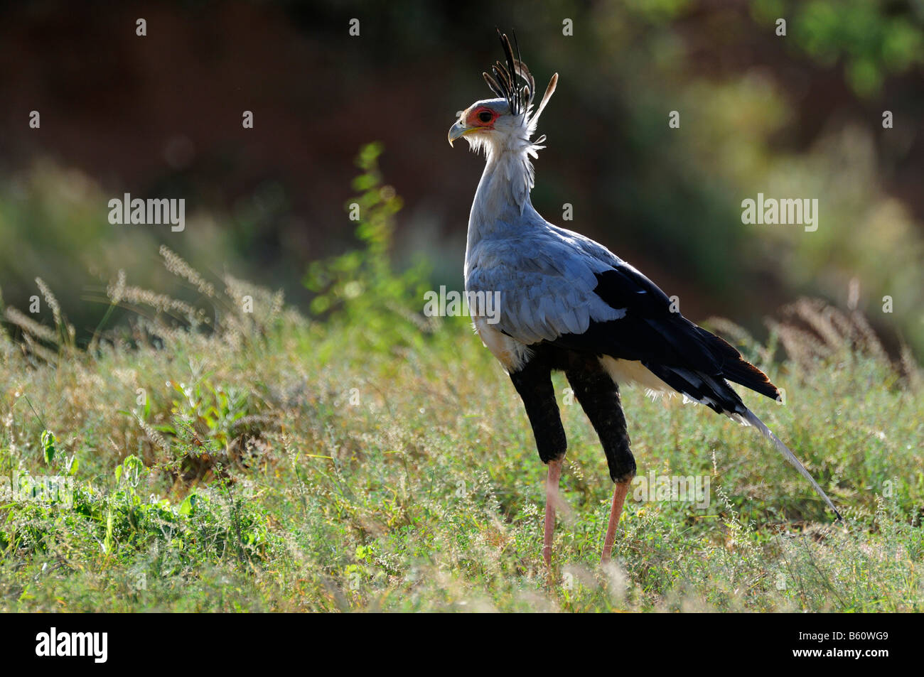 African secretary bird hi-res stock photography and images - Alamy
