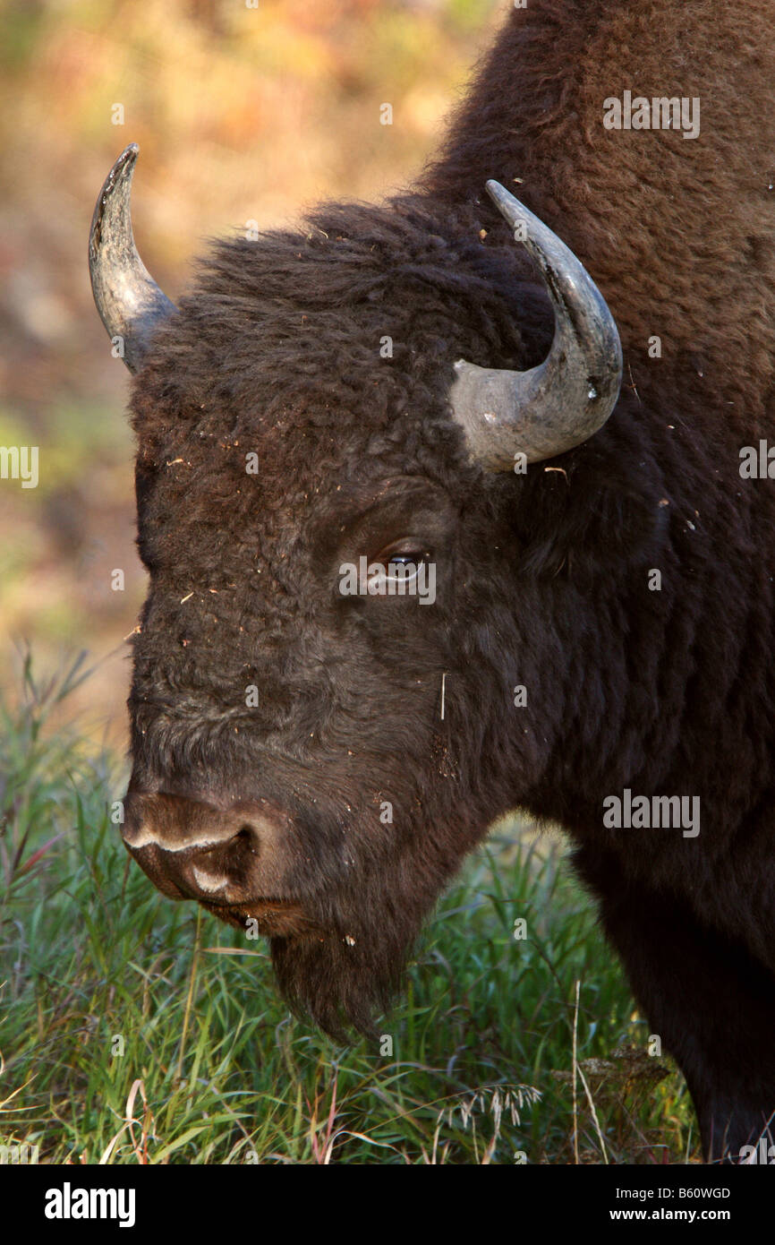 Buffalo along Alaska Highway Stock Photo - Alamy