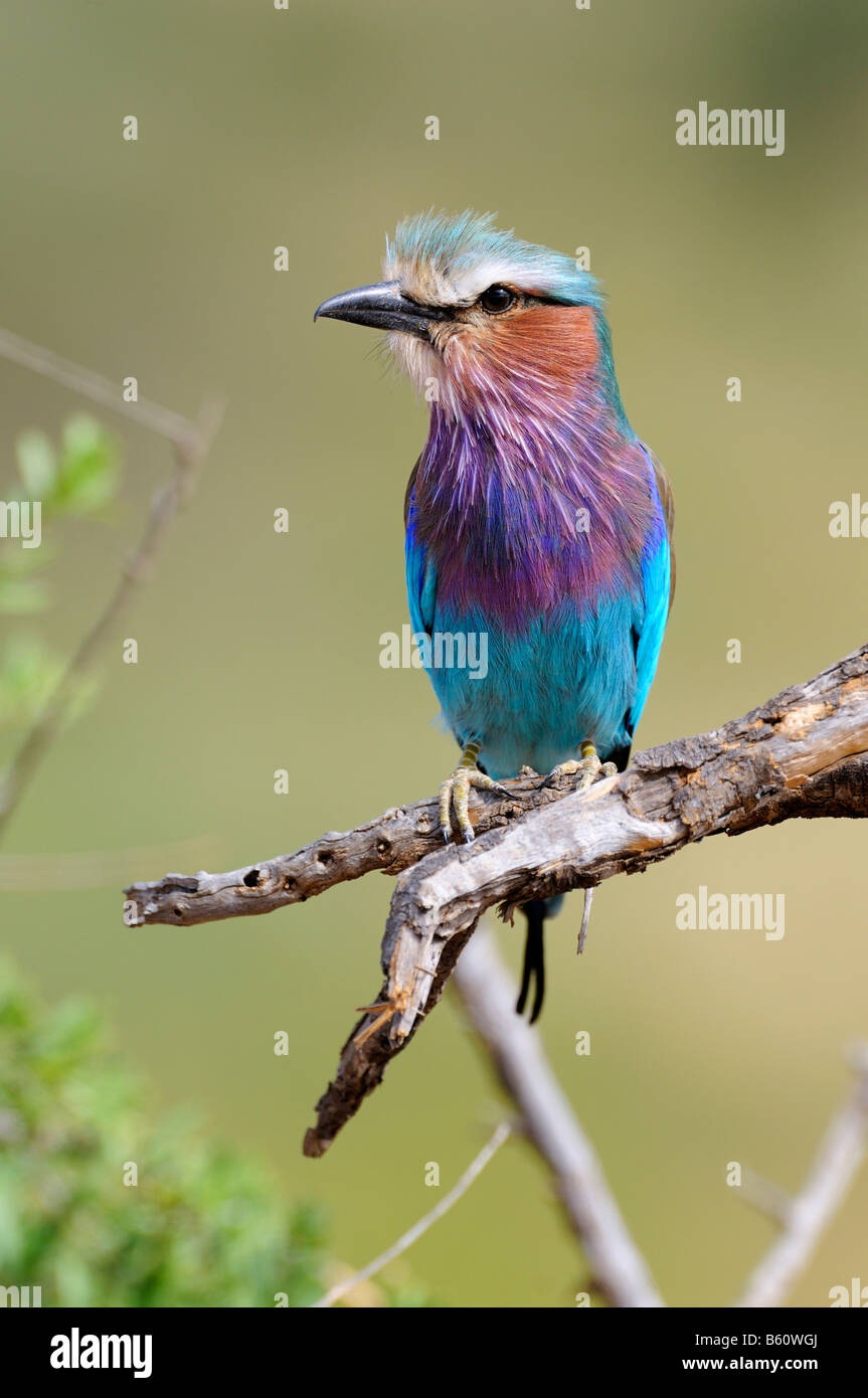 Lilac-breasted Roller (Coracias caudataus) sitting on a look-out ...