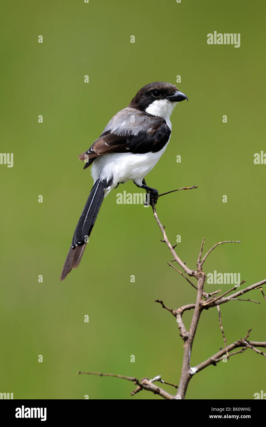 Common Fiscal of Fiscal Shrike (Lanius collaris) perched on a lookout ...