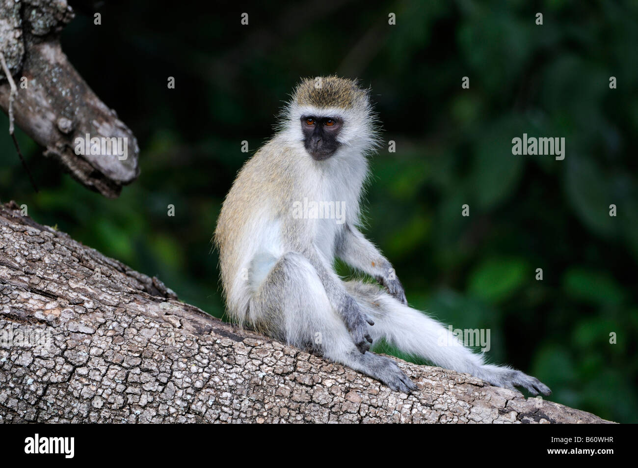Green Monkey or Callithrix Monkey (Chlorocebus sabaeus), Nairobi ...