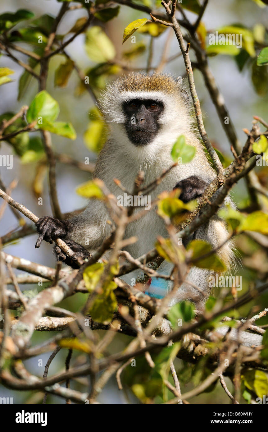 African green monkey hi-res stock photography and images - Alamy