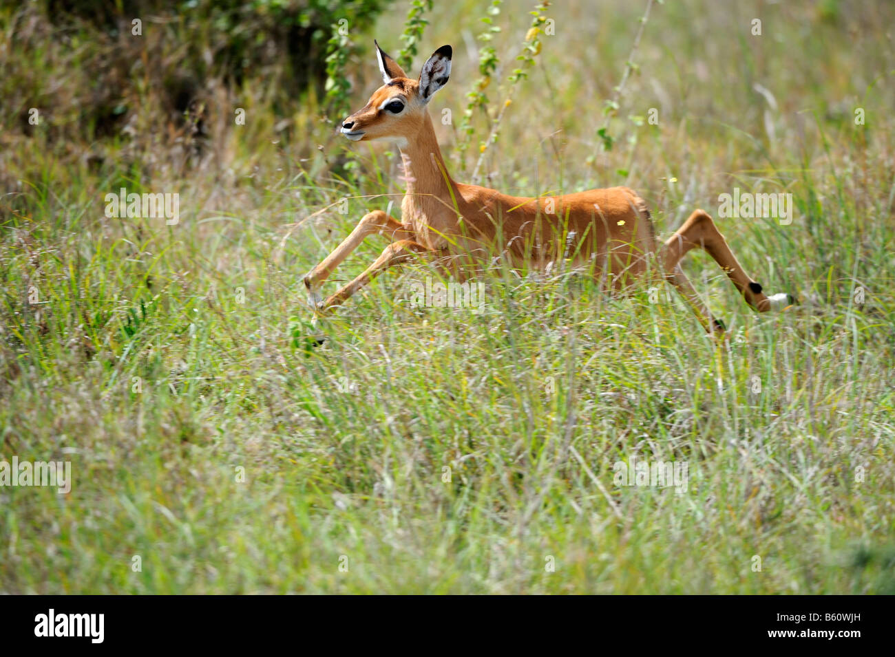 Impala (Aepyceros melampus) calf leaping, Nairobi National Park, Kenya ...