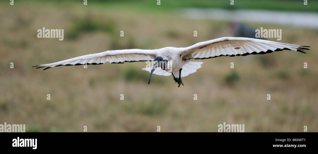 Sacred Ibis (Threskiornis aethiopicus) in flight, Sweetwater Game ...
