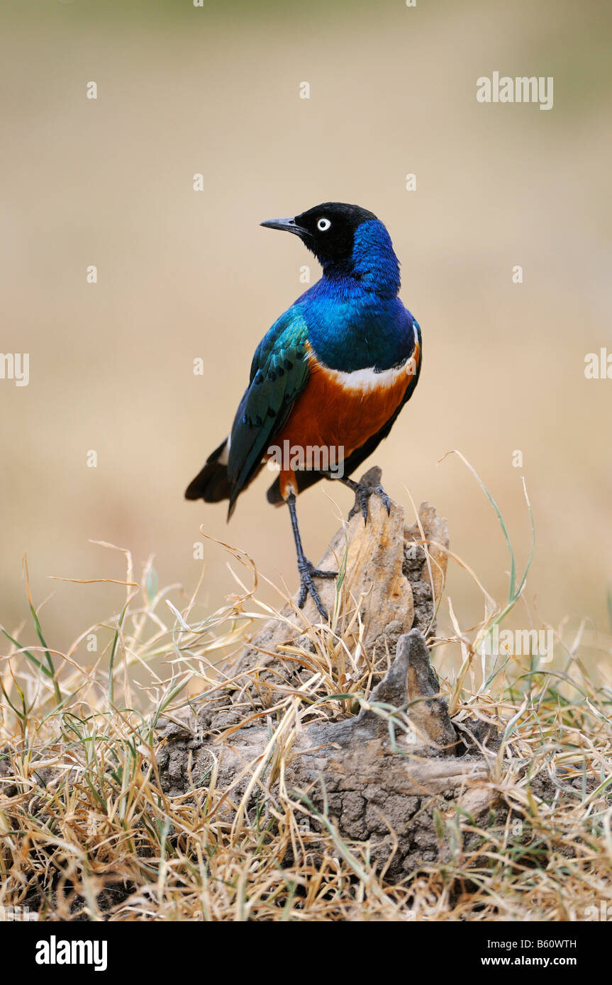 Kenyan starling hi-res stock photography and images - Alamy