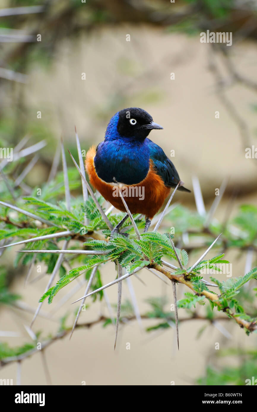 Kenyan starling hi-res stock photography and images - Alamy