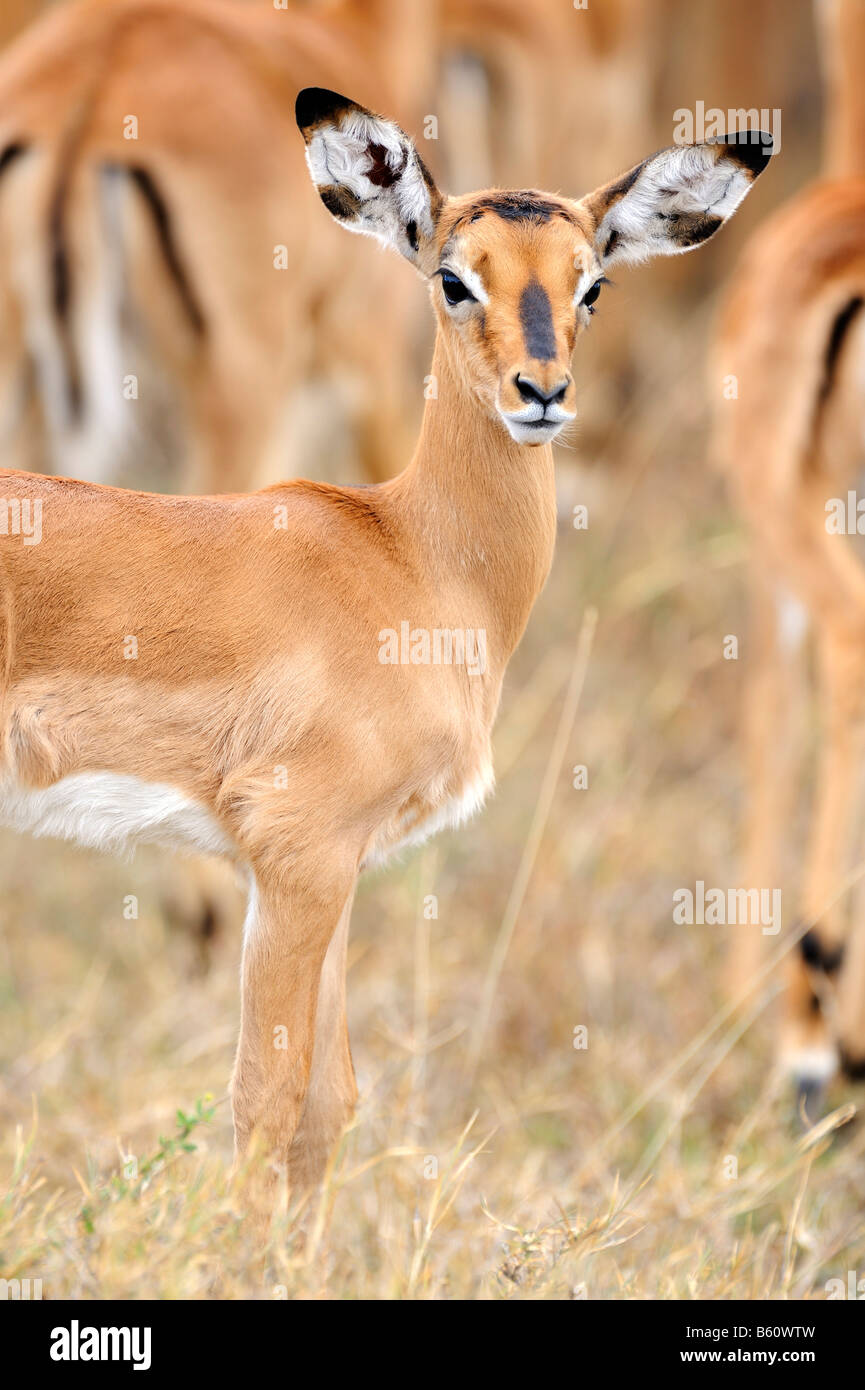 Impala fawns hi-res stock photography and images - Alamy