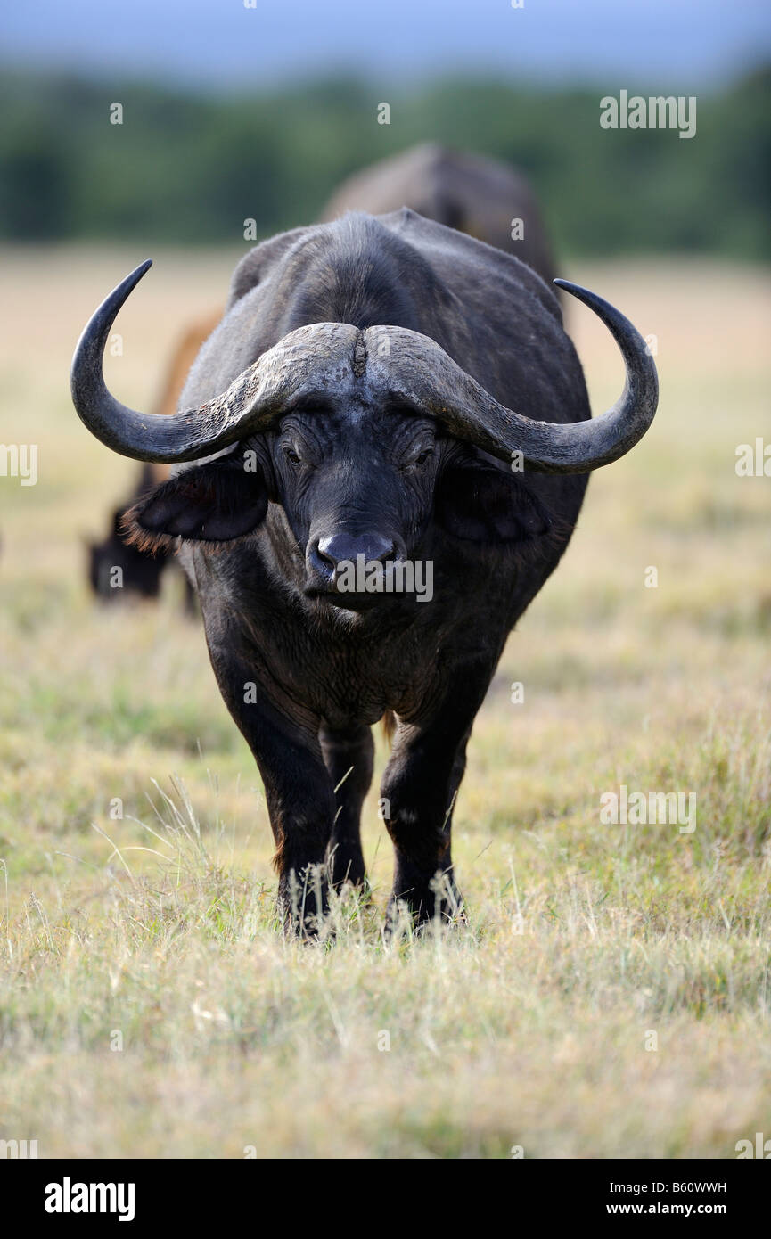 African buffalo photos hi-res stock photography and images - Alamy