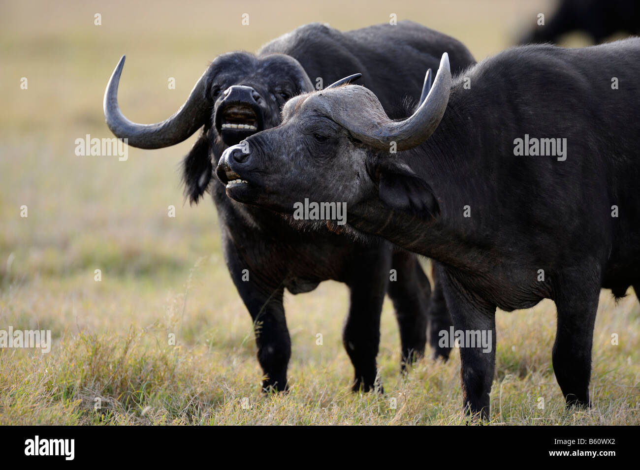 African Buffalo or Cape Buffalo (Syncerus caffer), young bulls ...