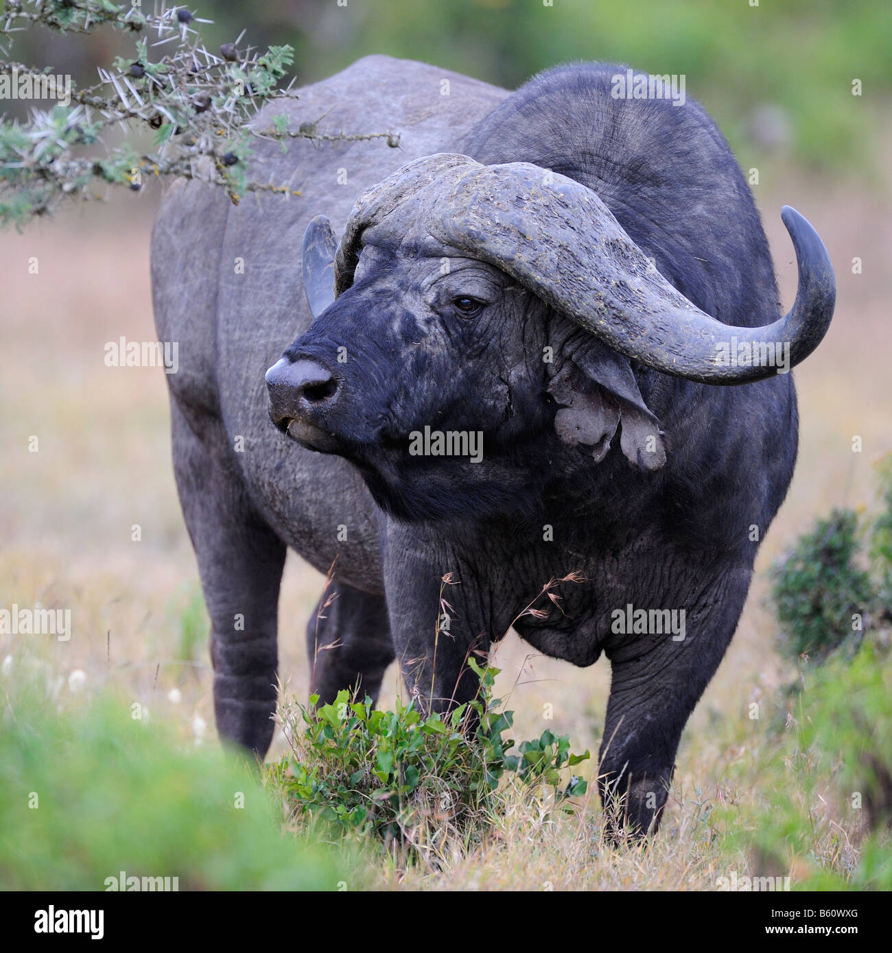 African Buffalo or Cape Buffalo (Syncerus caffer), old bull, Sweetwater ...