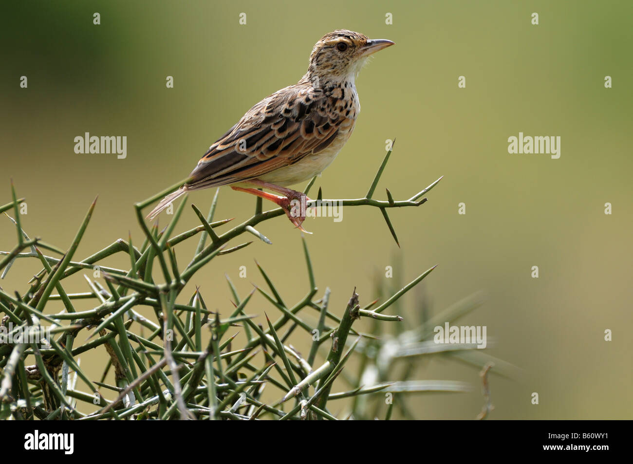 Red-capped Lark (Calandrella cinerea), Nairobi National Park, Kenya ...