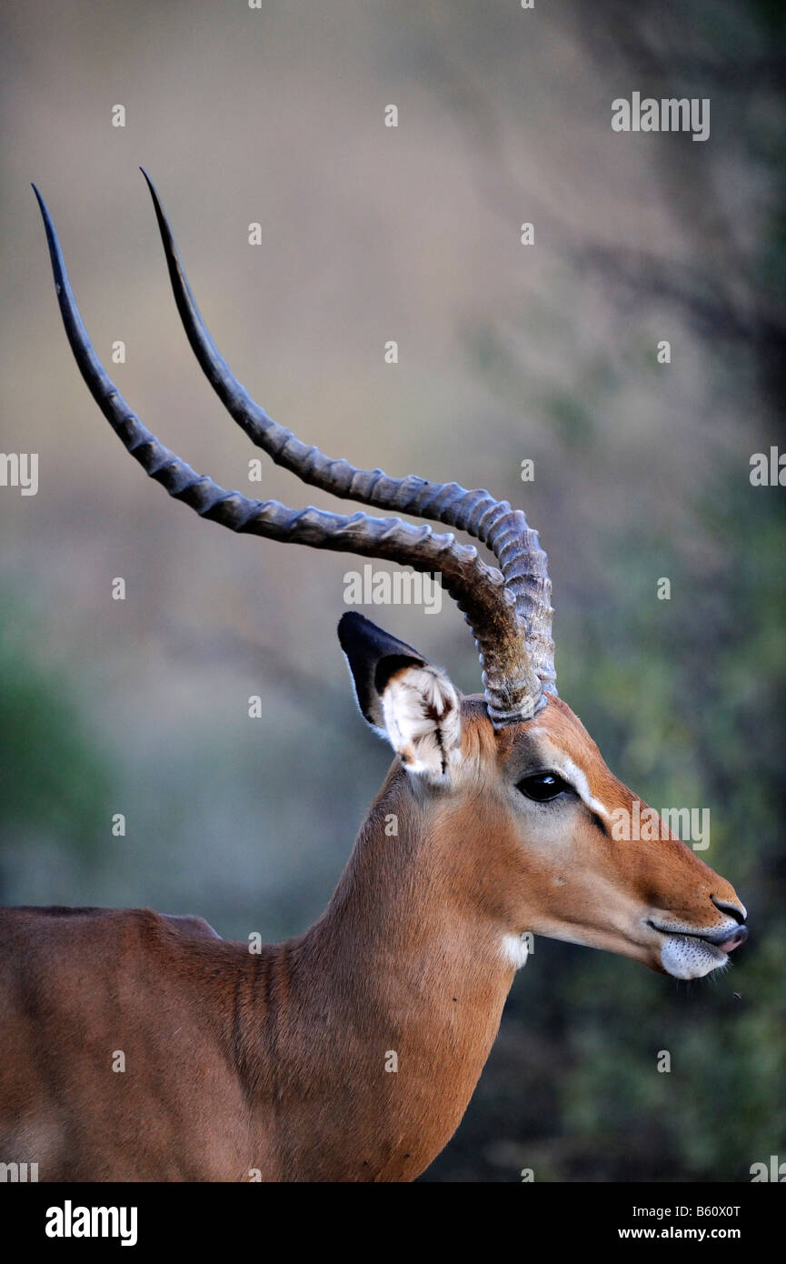 Aepyceros impala melampus hi-res stock photography and images - Alamy