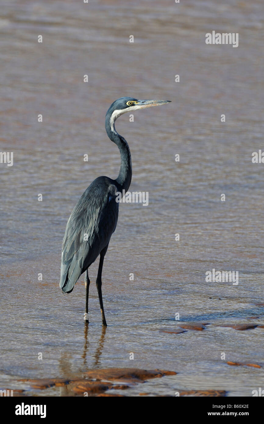 Black-headed Heron (Ardea melanocephala), Samburu National Reserve ...