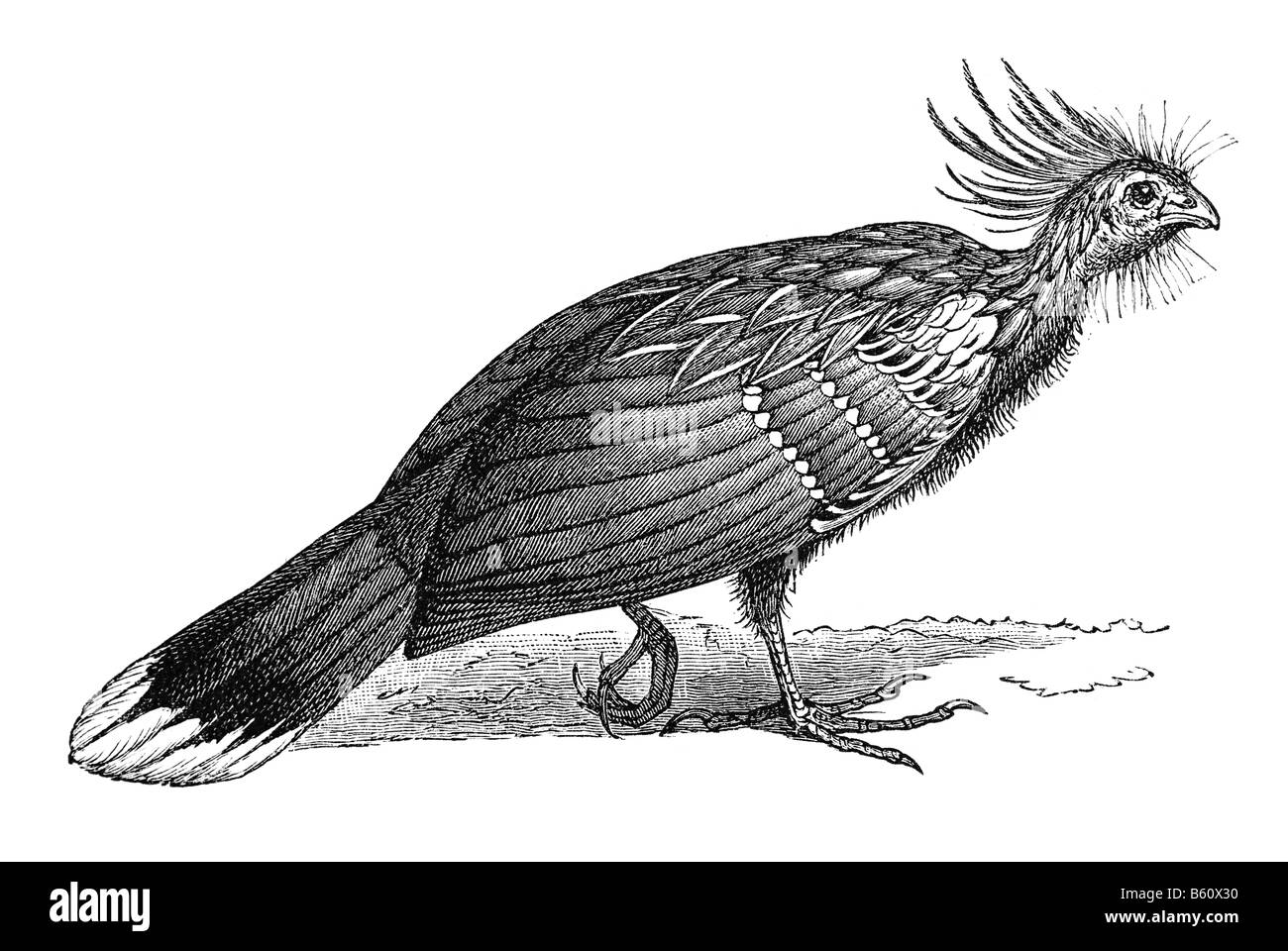 Opisthocomus cristatus, Hoatzin (Opisthocomus hoazin Stock Photo - Alamy