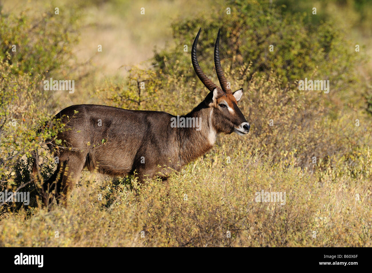Defassa Waterbuck (Kobus ellipsiprymnus defassa), Samburu National ...