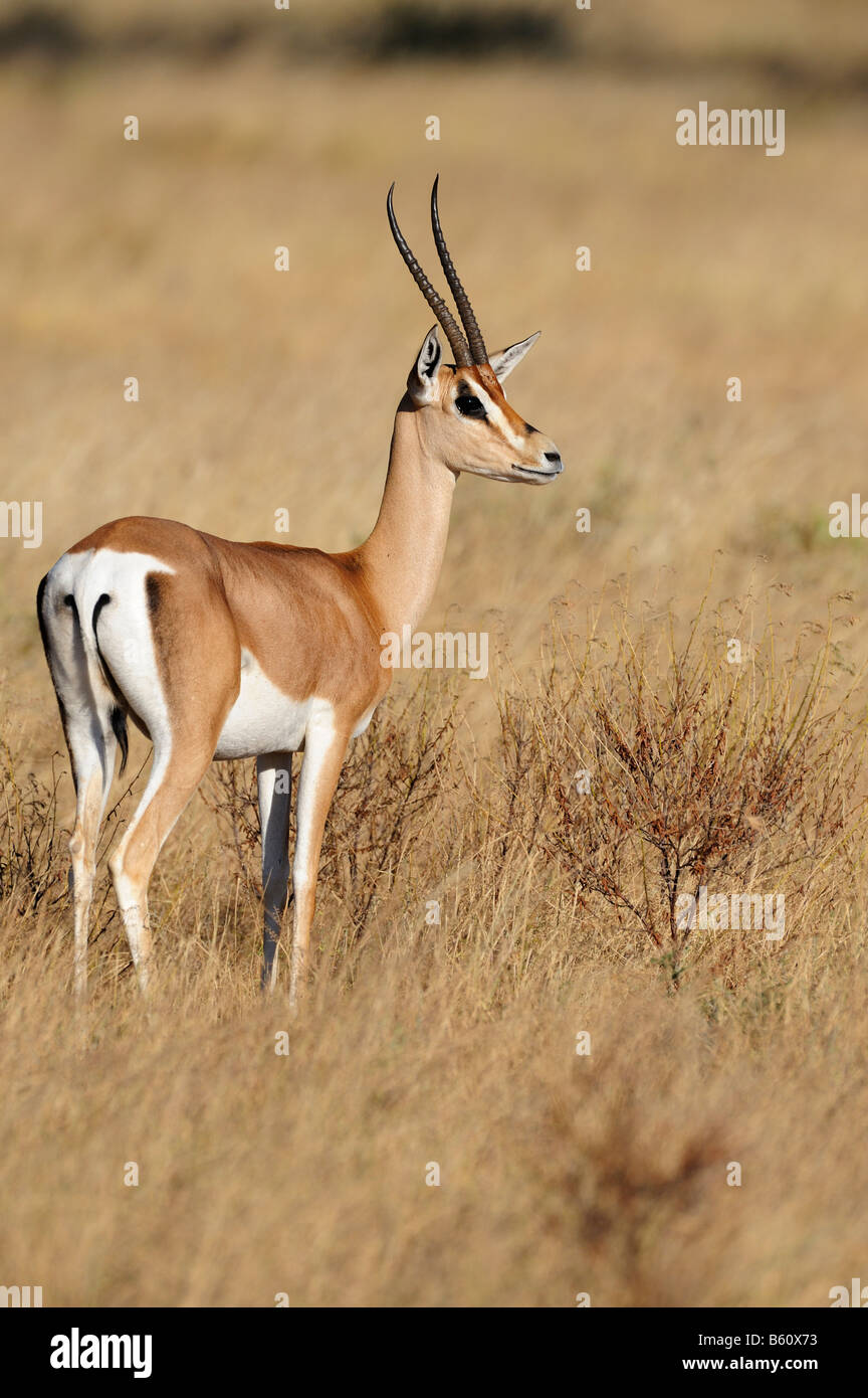Gazelle hi-res stock photography and images - Alamy
