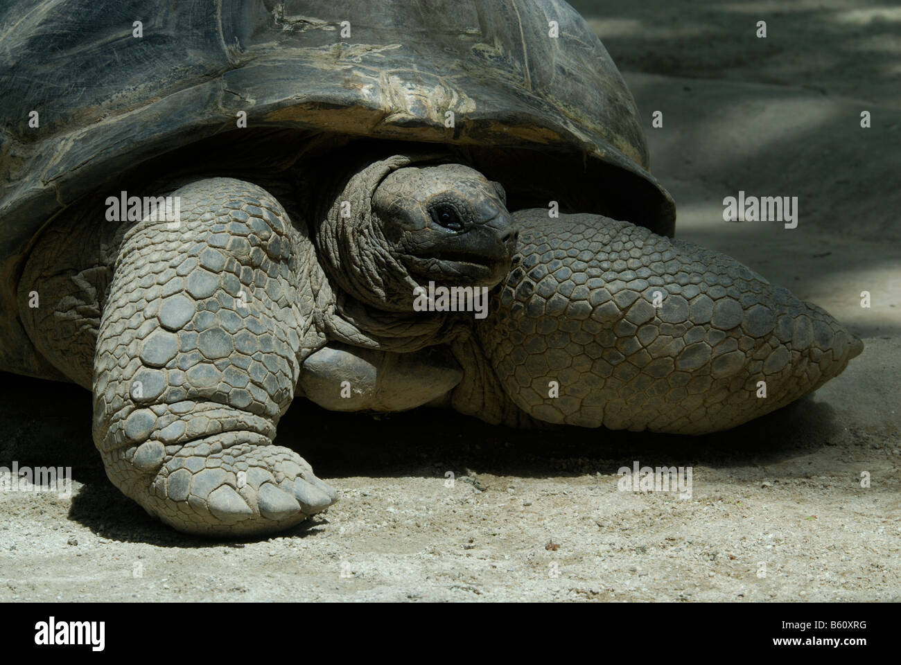Aldabra island giant tortoise Stock Photo - Alamy