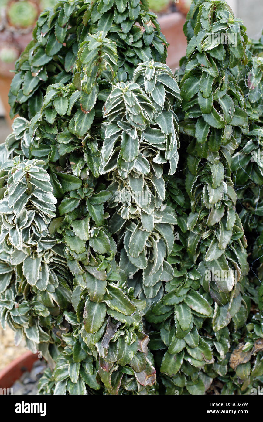 Pot grown euonymus japonicus hibaremisake evergreen upright spindle hi ...