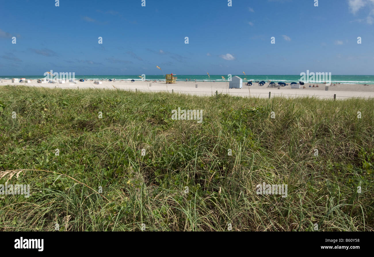 Protected beach dune South Beach Miami Florida Stock Photo - Alamy