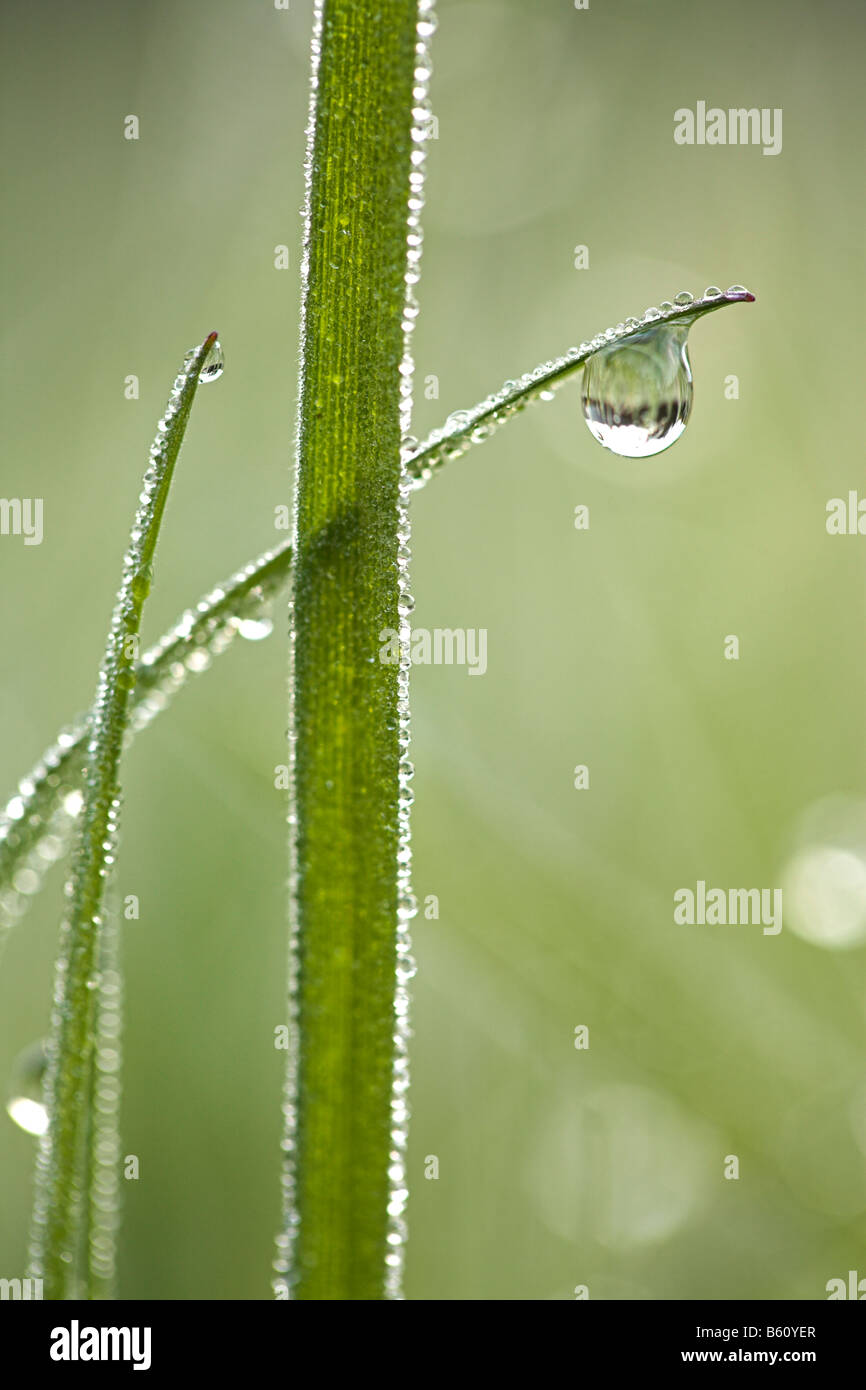 Grass morning dew black forest hi-res stock photography and images - Alamy