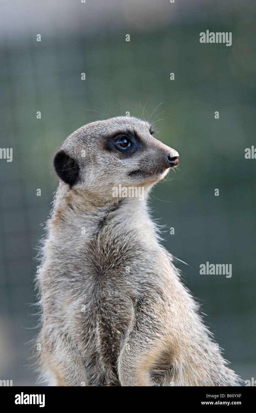 Wildlife undomesticated animals mammals alert predator hi-res stock photography and images - Alamy