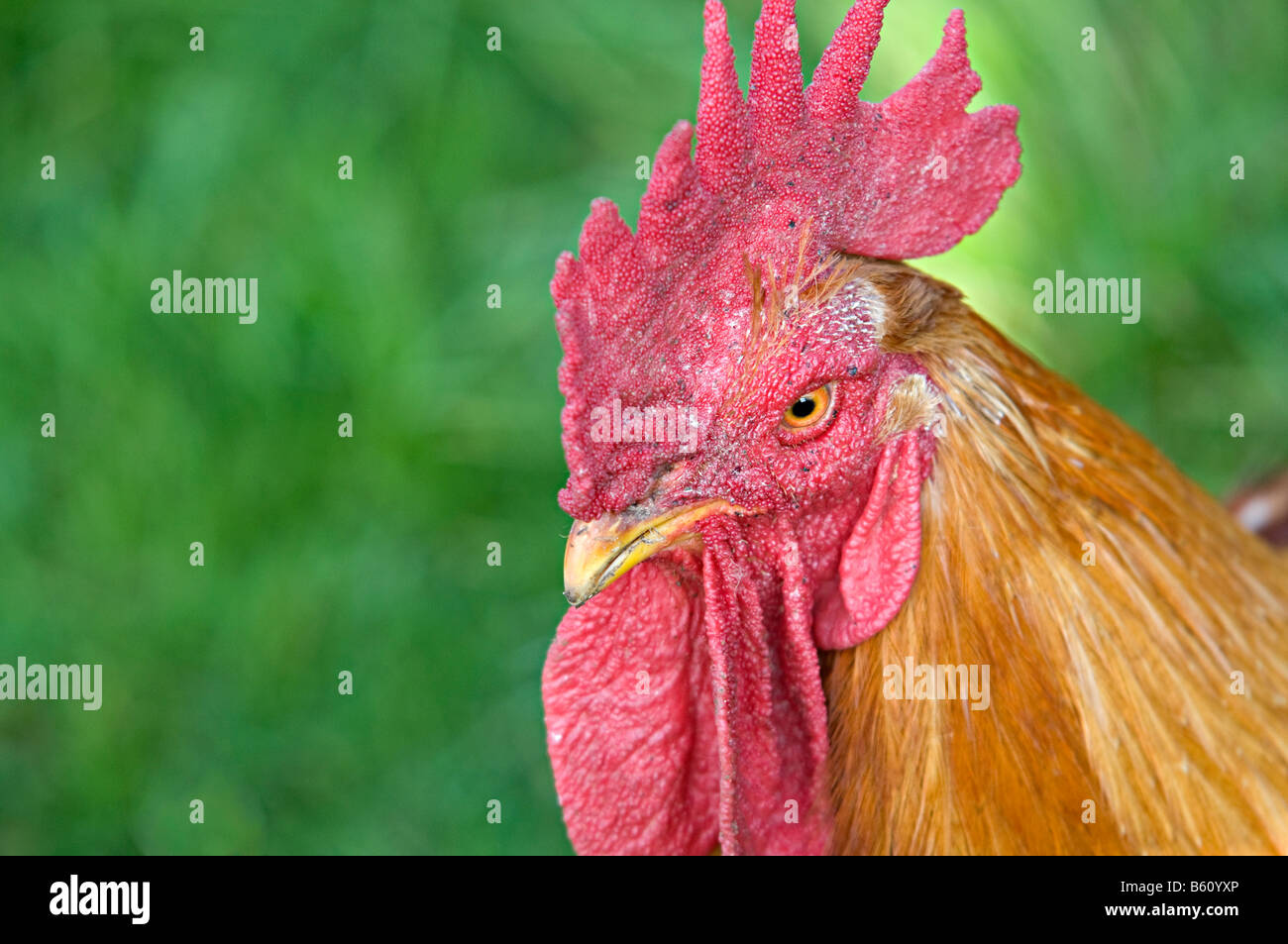 a portrait of a cockerel at an animal sanctuary in the uk Stock Photo ...