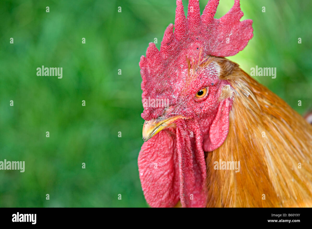 a portrait of a cockerel at an animal sanctuary in the uk Stock Photo ...