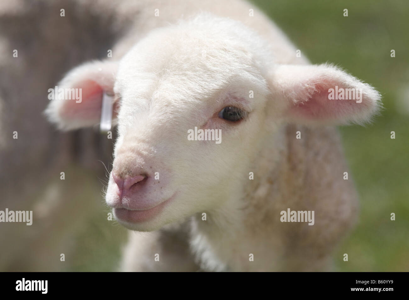 Lamb portrait from a public city park demonstration farm Stock Photo ...