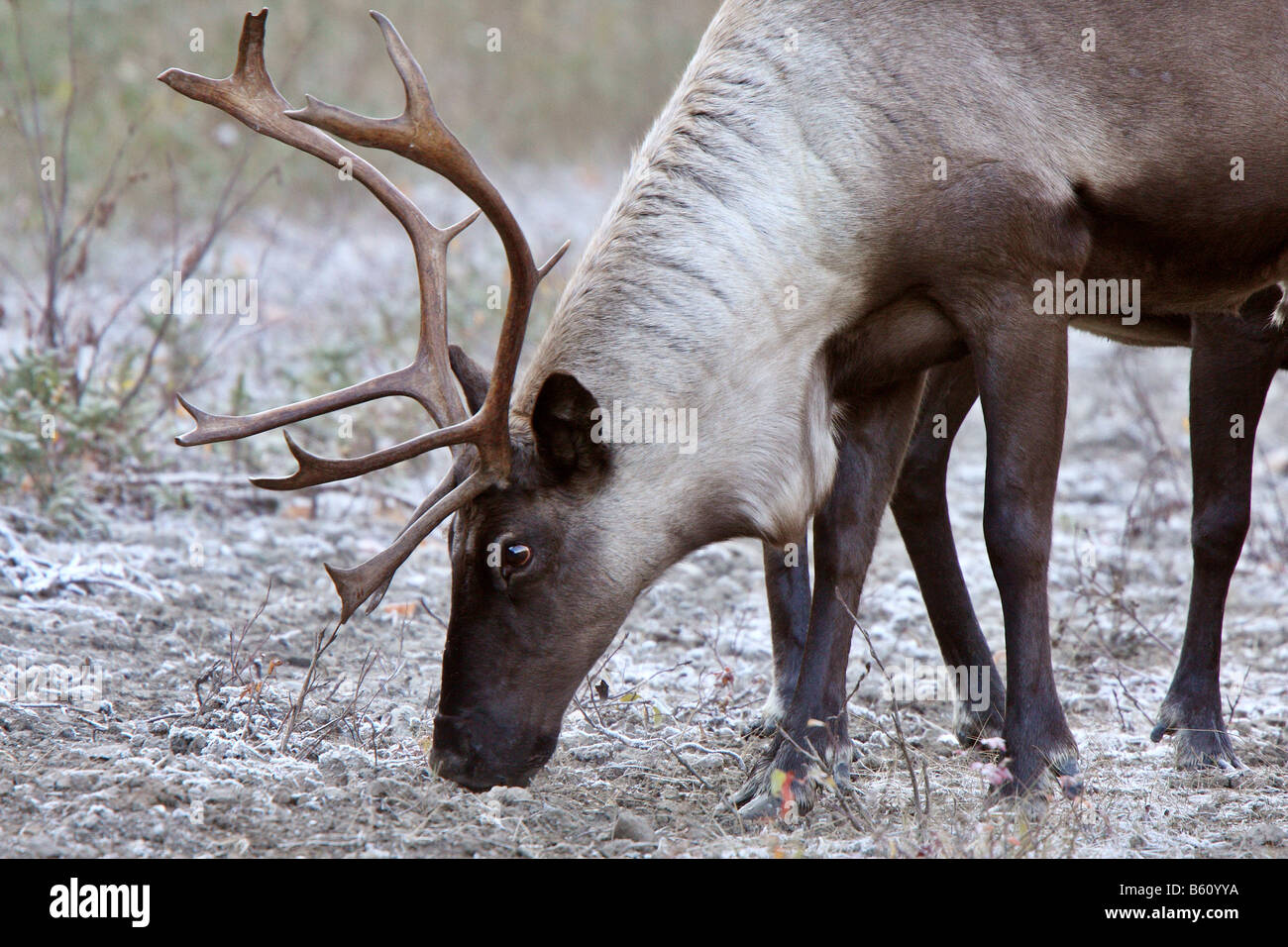 What Does A Female Caribou Look Like