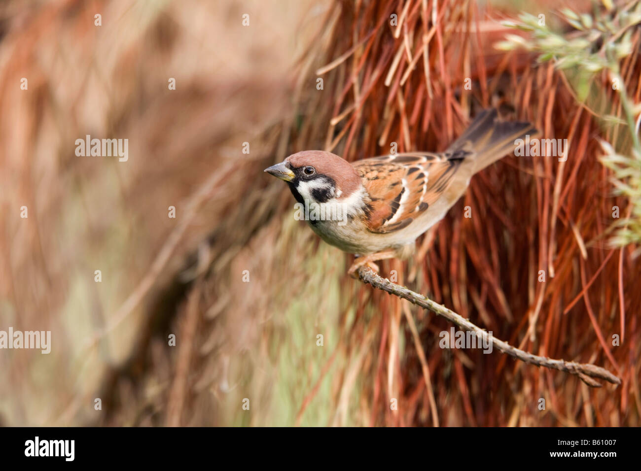 Tree sparrow passer montanus hi-res stock photography and images - Alamy