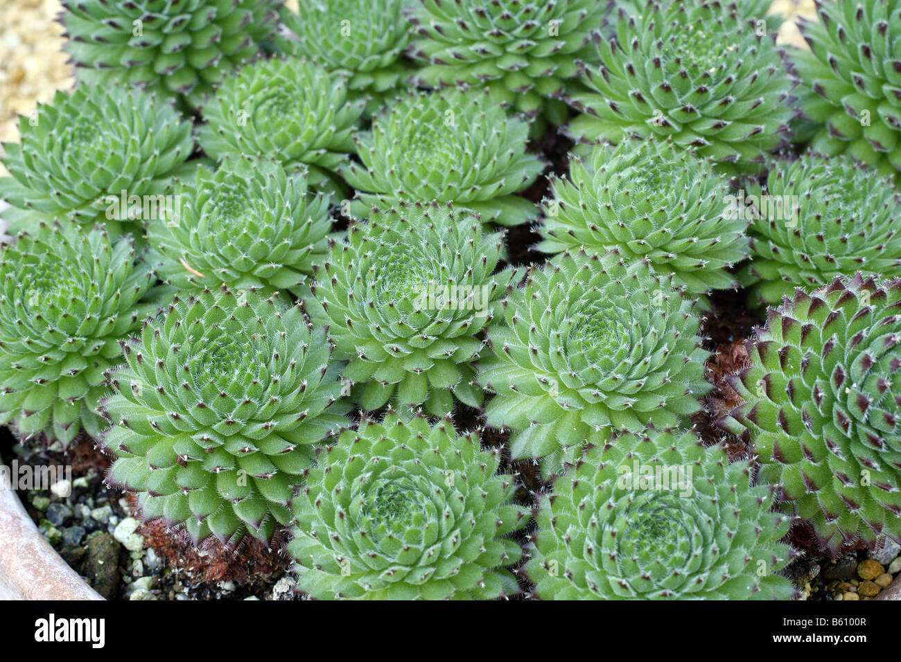 Sempervivum octopodes hi-res stock photography and images - Alamy
