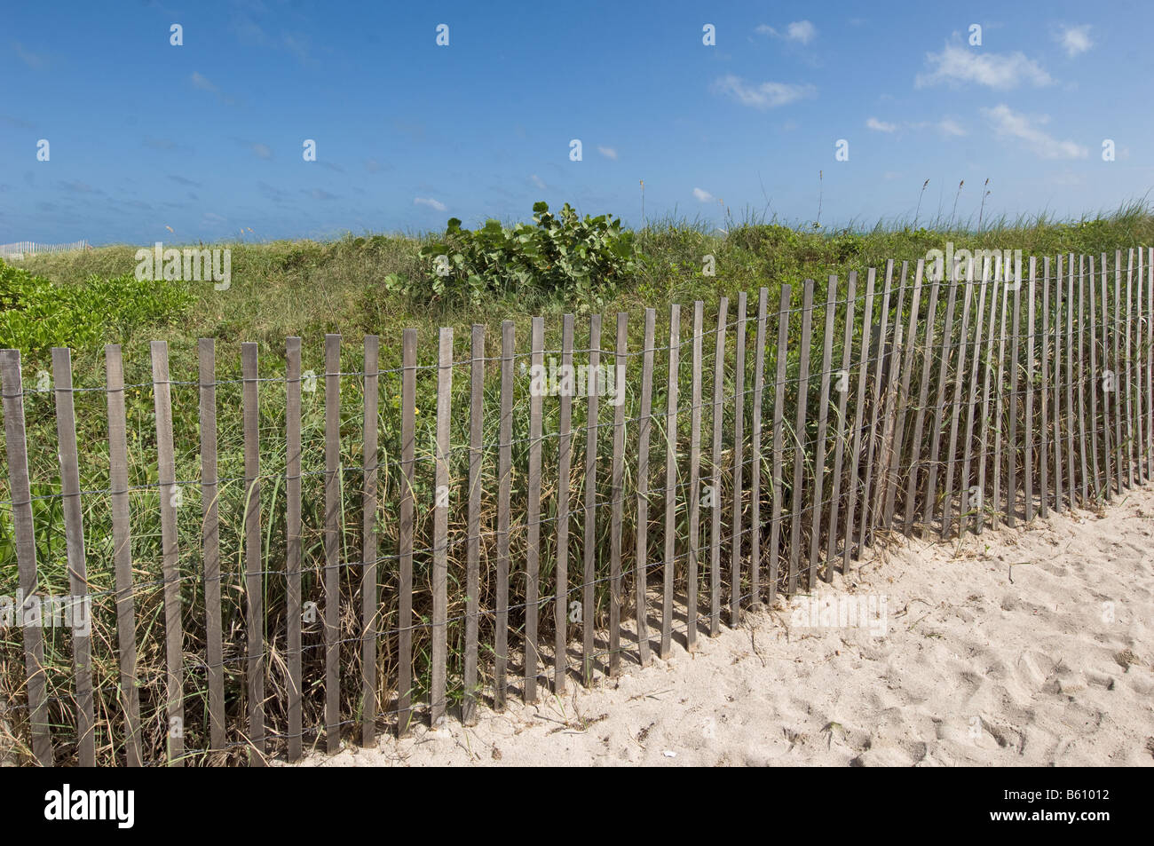 Protected beach dune South Beach Miami Florida Stock Photo - Alamy