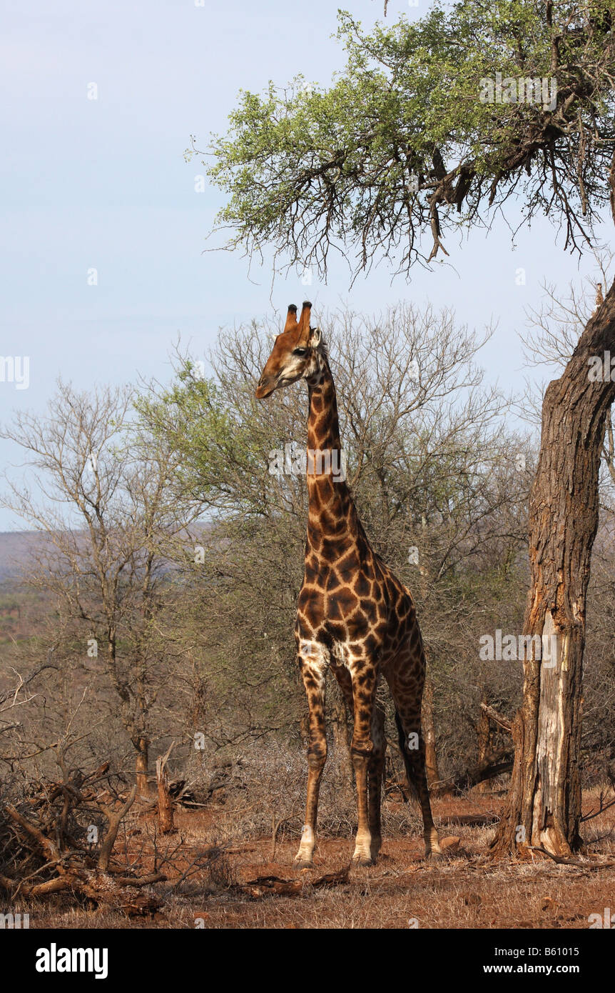 Giraffe under acacia tree hi-res stock photography and images - Alamy