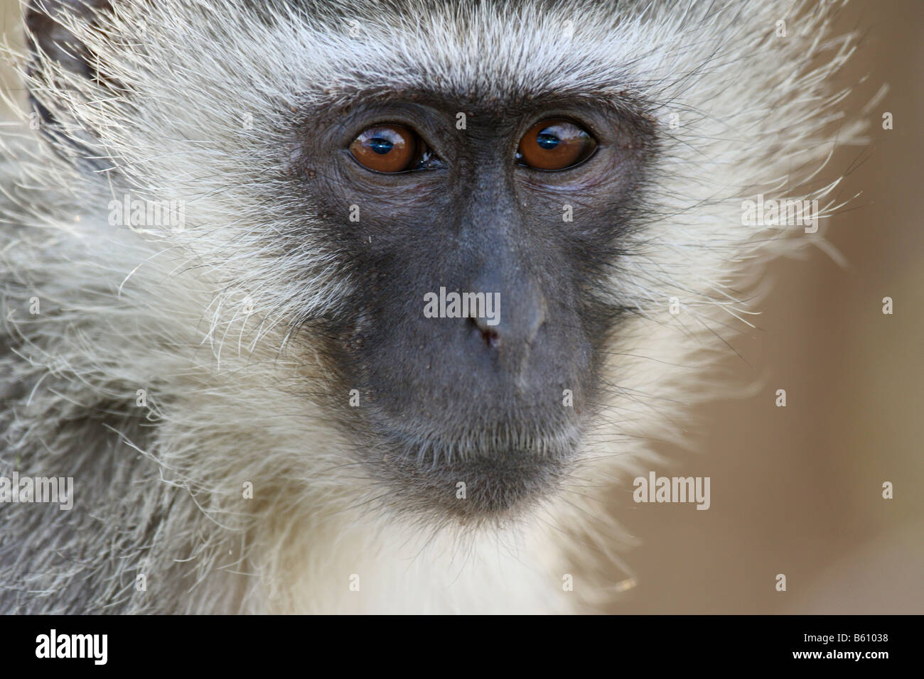 vervet monkey face Stock Photo - Alamy