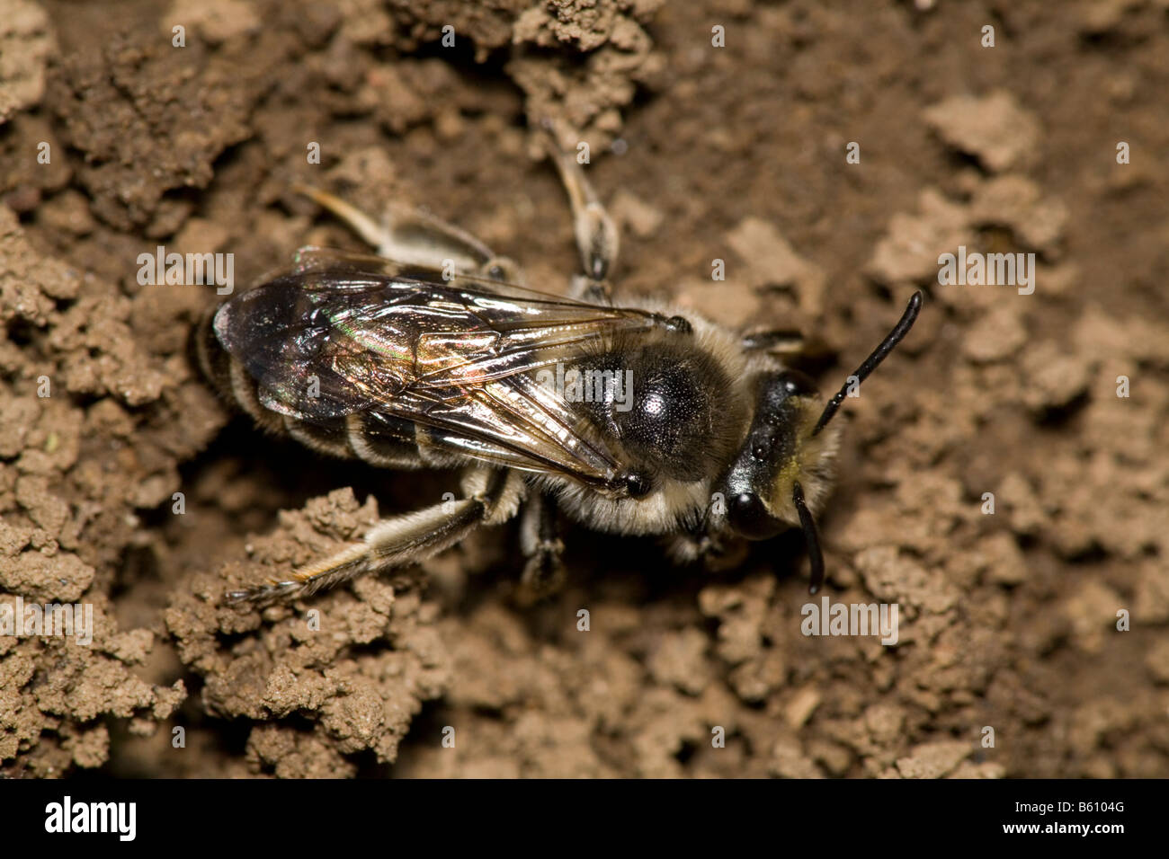 Solitary ground bee Stock Photo - Alamy