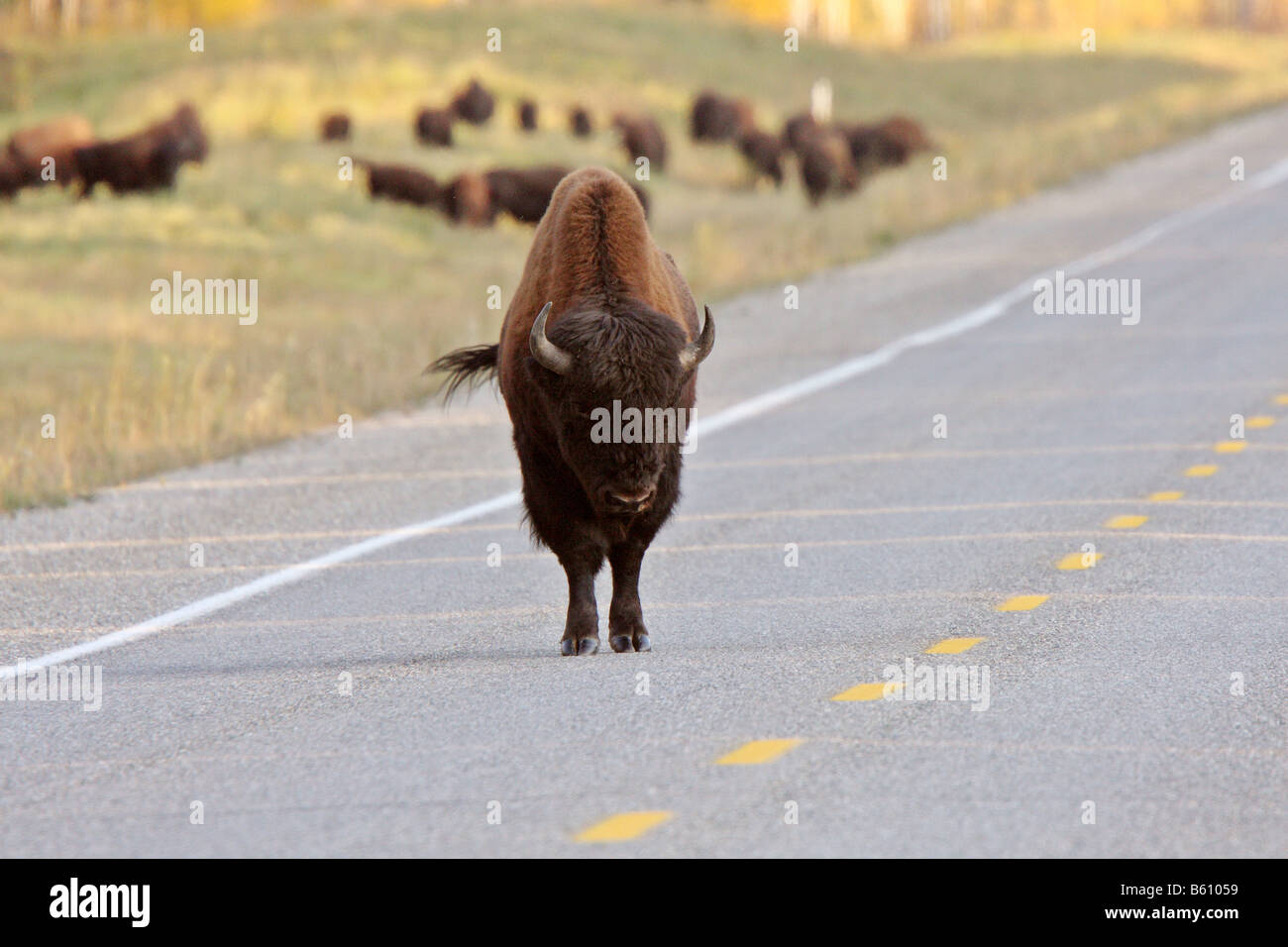 Bison herd alaska hi-res stock photography and images - Alamy