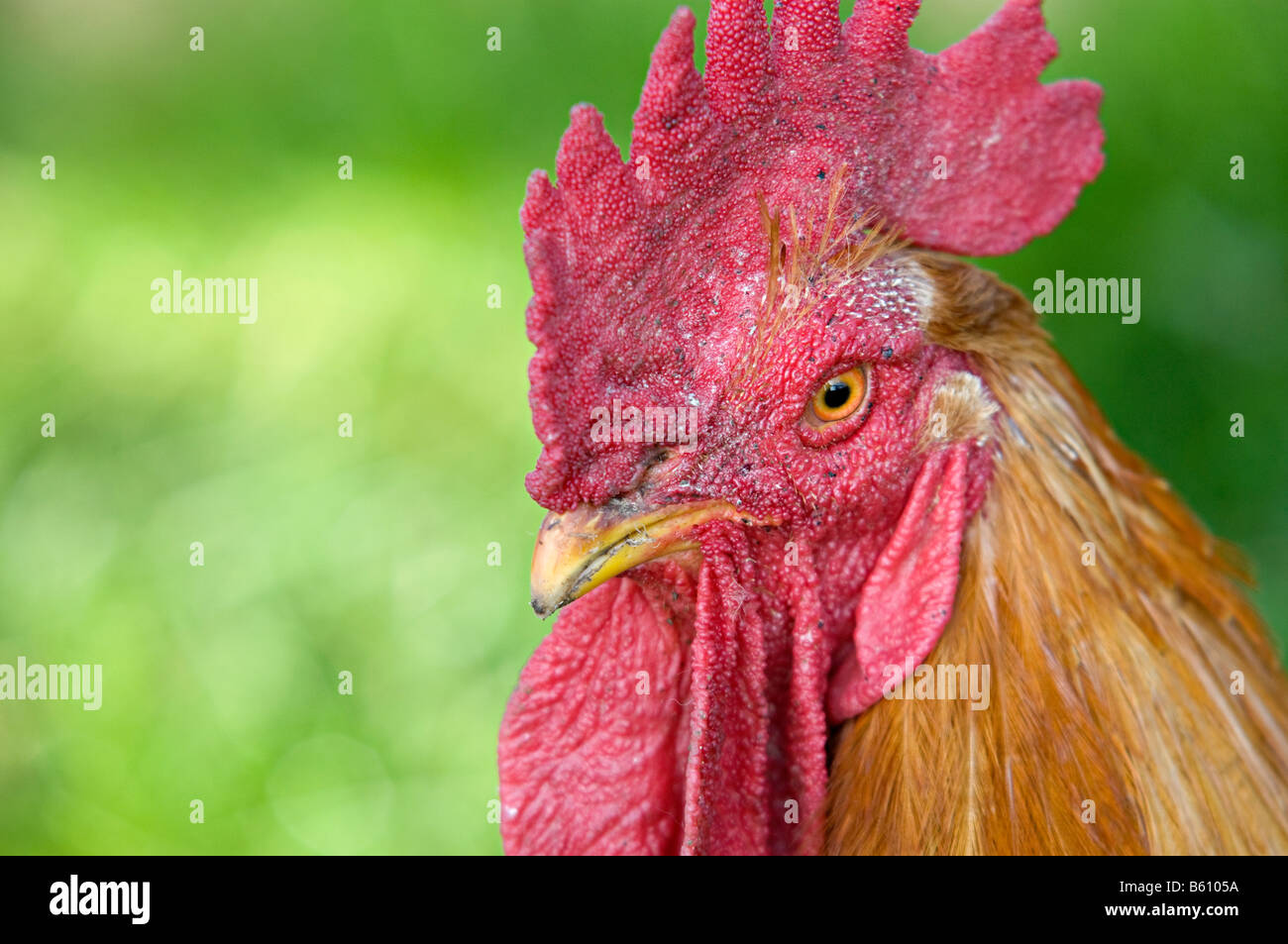 a portrait of a cockerel at an animal sanctuary in the uk Stock Photo ...